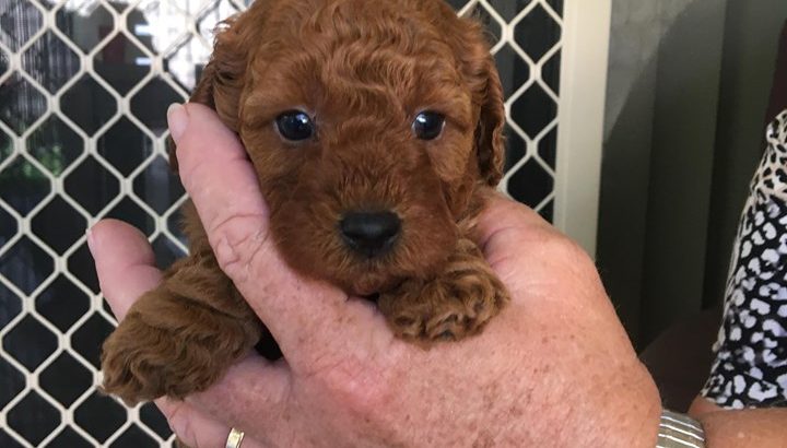 Boy Cavoodle - PetsForHomes