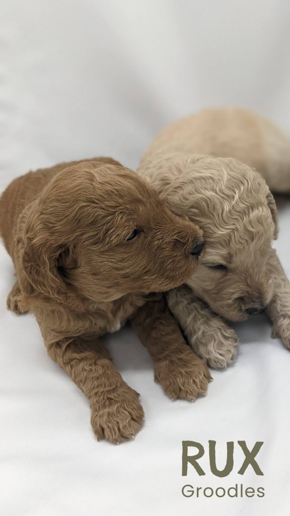 Groodle - Mount Elliot - PetsForHomes