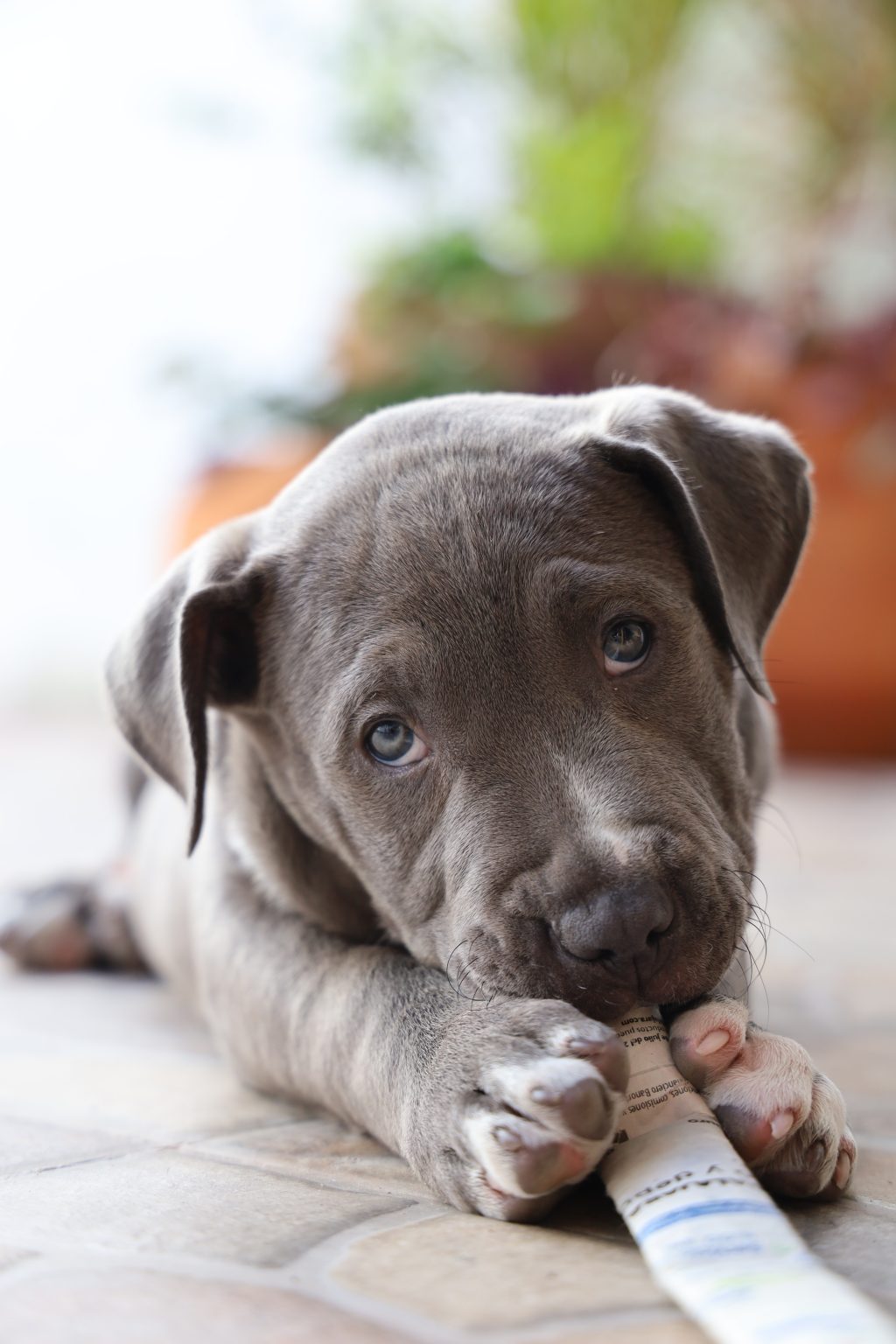 What Coat Colours Do Staffys Have? - PetsForHomes