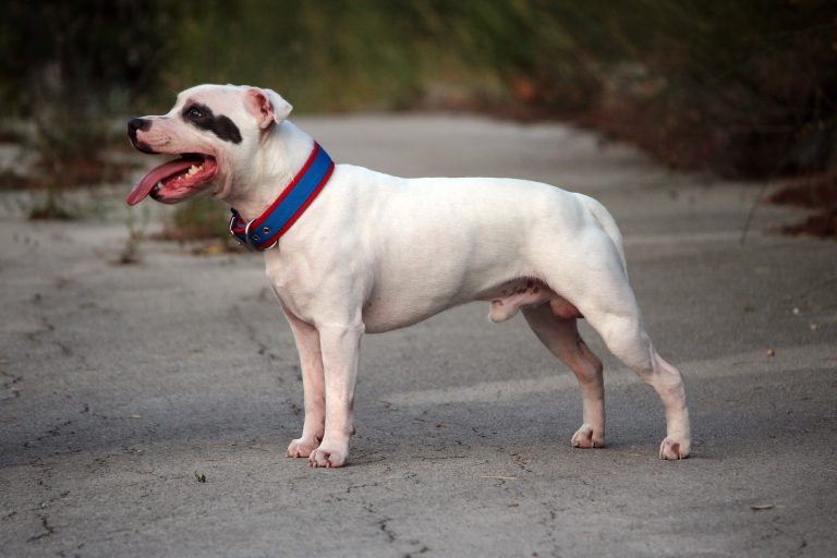 What Coat Colours Do Staffys Have? - PetsForHomes