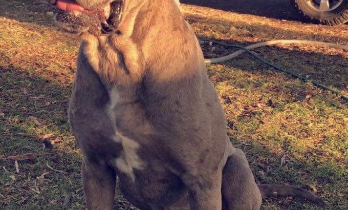 Nq Bullhound/Wolfhound/Neo Mastiff/Harlequin Dane - PetsForHomes