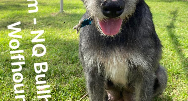 Nq Bullhound/Wolfhound/Neo Mastiff/Harlequin Dane - PetsForHomes