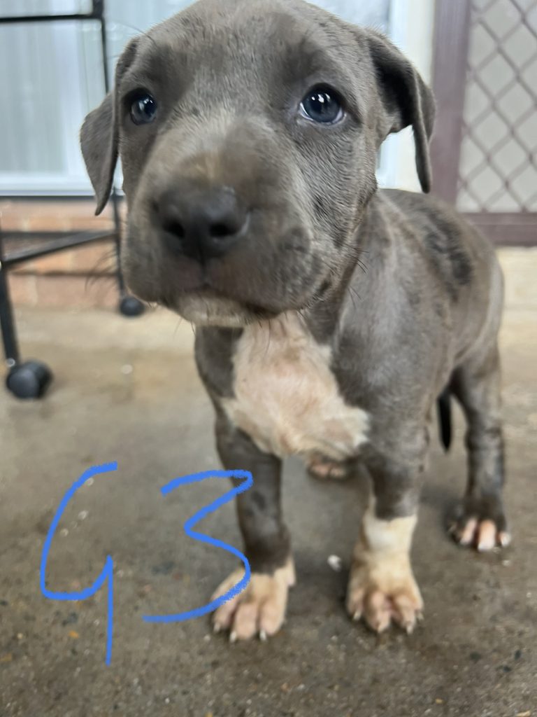 American Staffy - Seven Hills - PetsForHomes