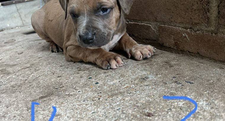 Pure Bred Blue American Staffys ! - PetsForHomes