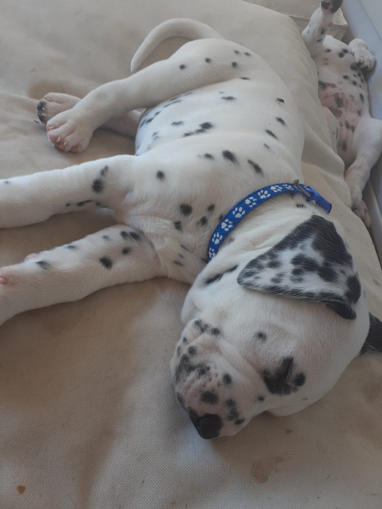 Purebred Dalmatian - Keith - PetsForHomes