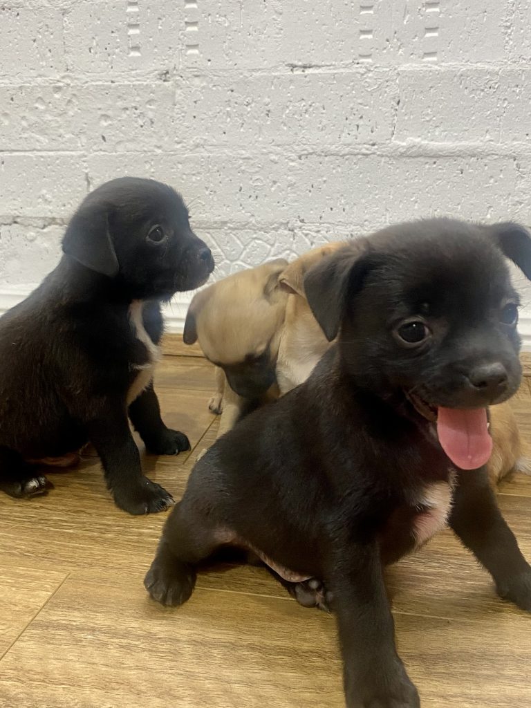Jack Russell X Pug - Horsley Park - PetsForHomes