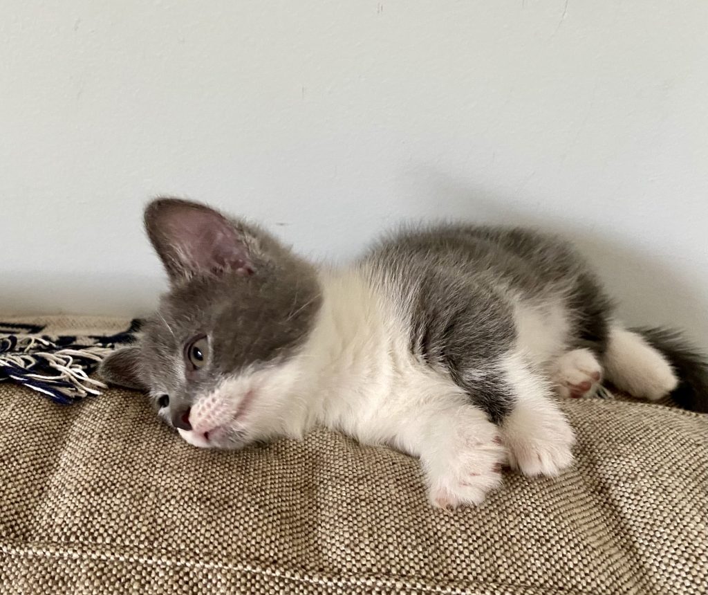 Purebred Munchkin/Persian - Armidale - PetsForHomes
