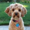 Spoodle Vs. Cavoodle - What’s The Difference? - PetsForHomes