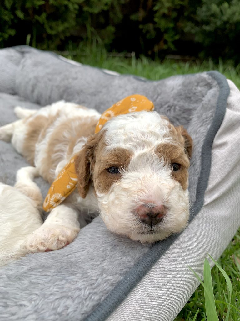 Second Gen Cavoodle - Cranbourne West - PetsForHomes