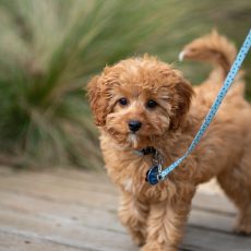 Spoodle Vs. Cavoodle - What’s The Difference? - PetsForHomes