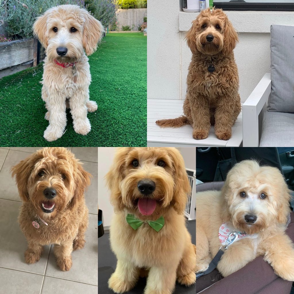 Toy Groodles - Wagga Wagga - PetsForHomes