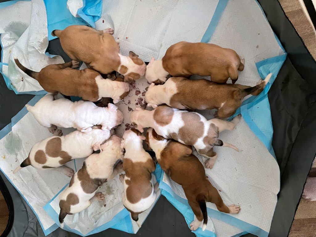 American Johnson Bulldog - Kentlyn - PetsForHomes
