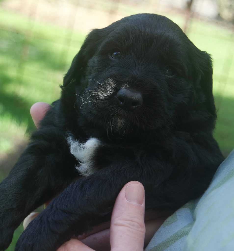 Borderdoodle - Vicki - PetsForHomes