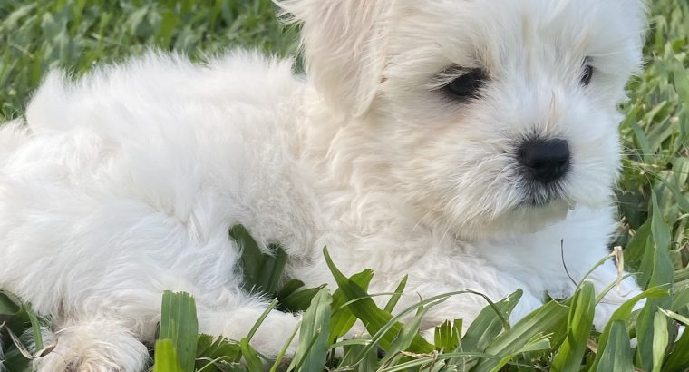 Gorgeous Maltese Shih Tzu & Silkese Puppies - PetsForHomes