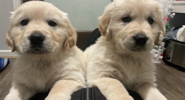 Purebred Golden Retriever Puppies - PetsForHomes