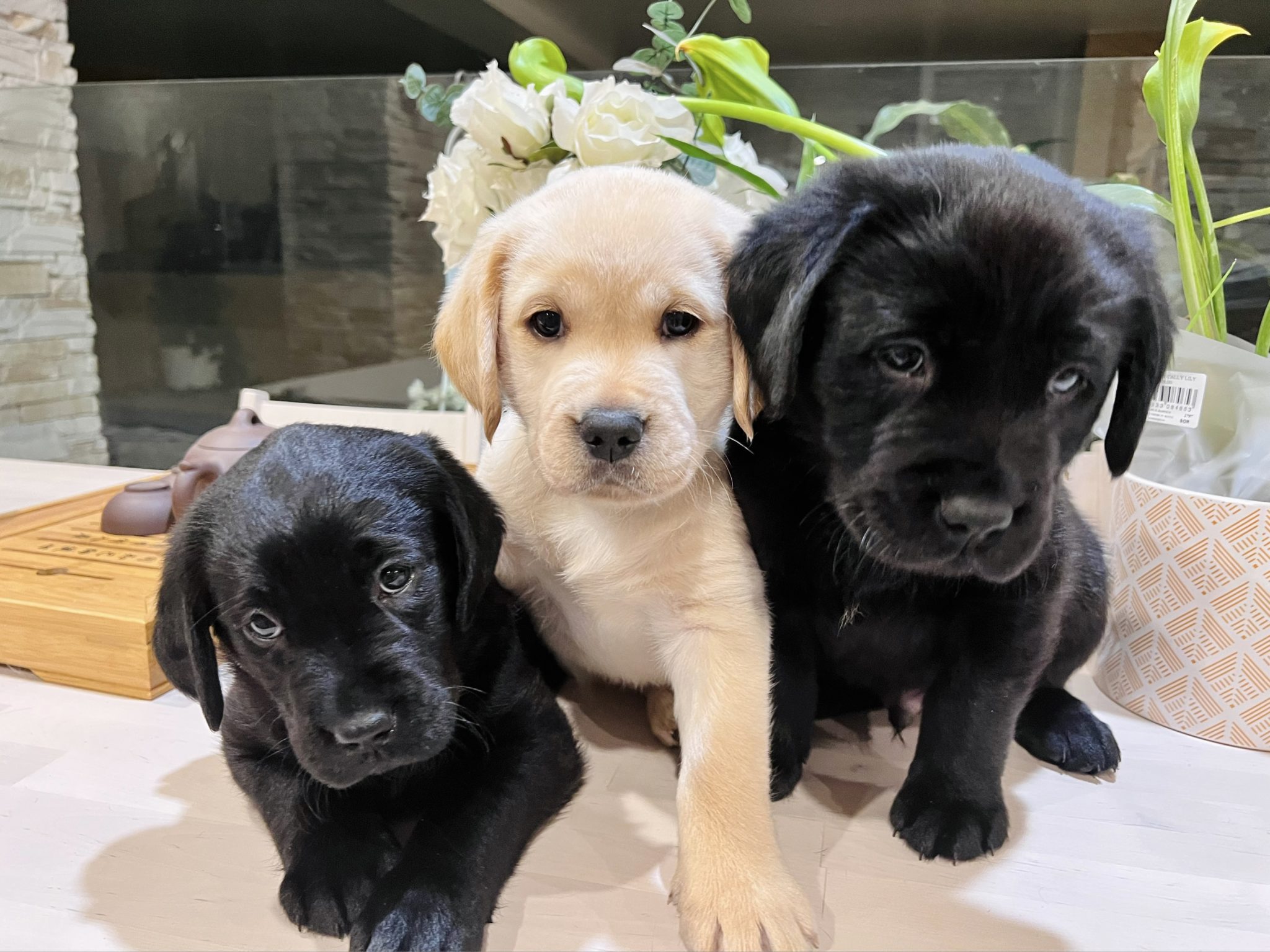 Golden Retriever X Labrador Dover Heights PetsForHomes Golden Retriever X Labrador Dover Heights PetsForHomes