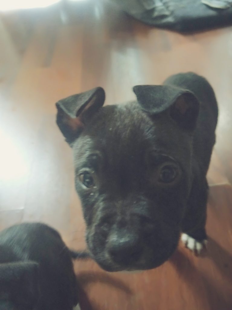Blue Staffies - Noble Park - PetsForHomes