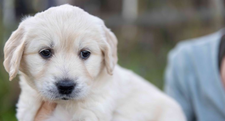 Gorgeous Groodles (F1, DNA Cleared Parents) - PetsForHomes