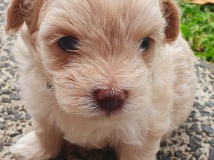 Moodle Dog For Sale - PetsForHomes Australia