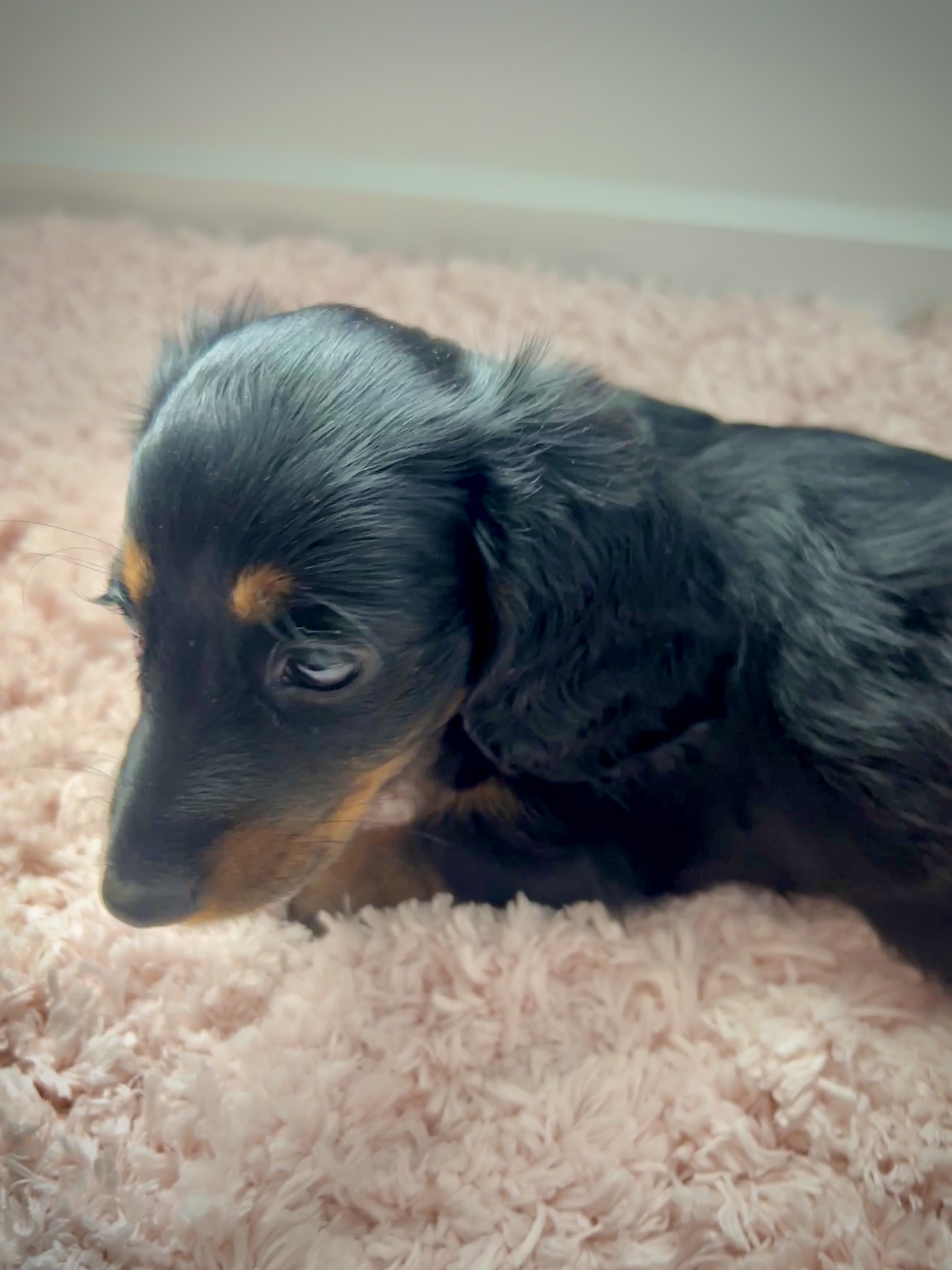 Longhaired Female Chocolate Miniature Dachshunds - PetsForHomes