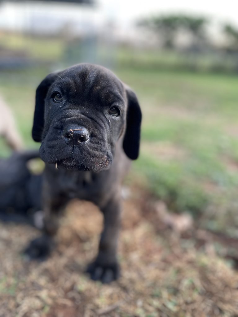 Neo Mastiff X Dogue De Bordeaux - Moranbah - PetsForHomes