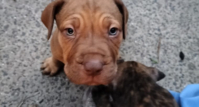Neopolitan Mastiff X Great Dane Puppies For Sale - PetsForHomes