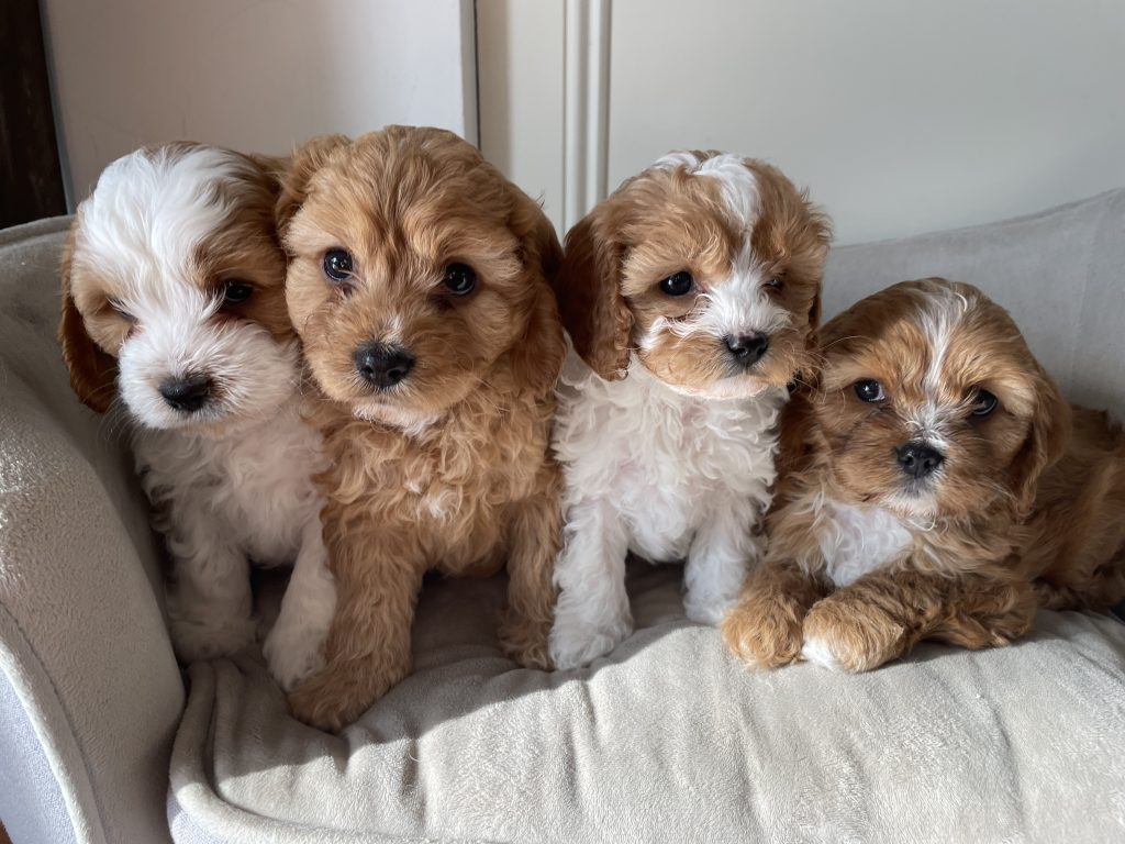 Toy Cavoodle - Bexley - PetsForHomes