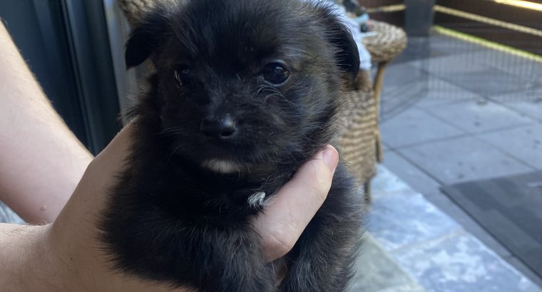 Malchi Puppies For Sale - PetsForHomes