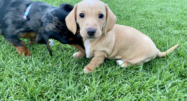 Male Mini Dachshund - PetsForHomes