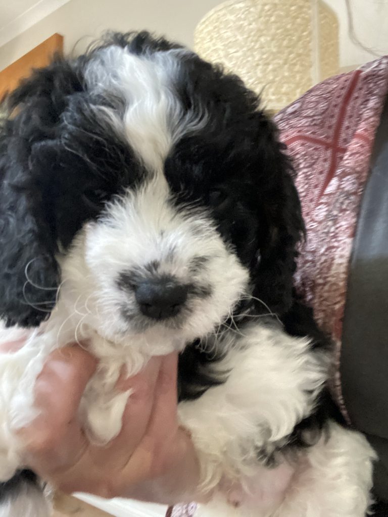F2 Cavoodle - Newtown - PetsForHomes