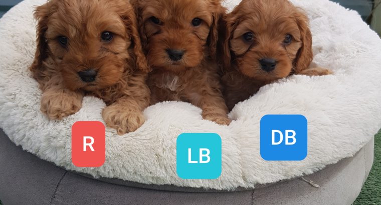 F1 Cavoodle Puppies NEED 💗HOMES - PetsForHomes