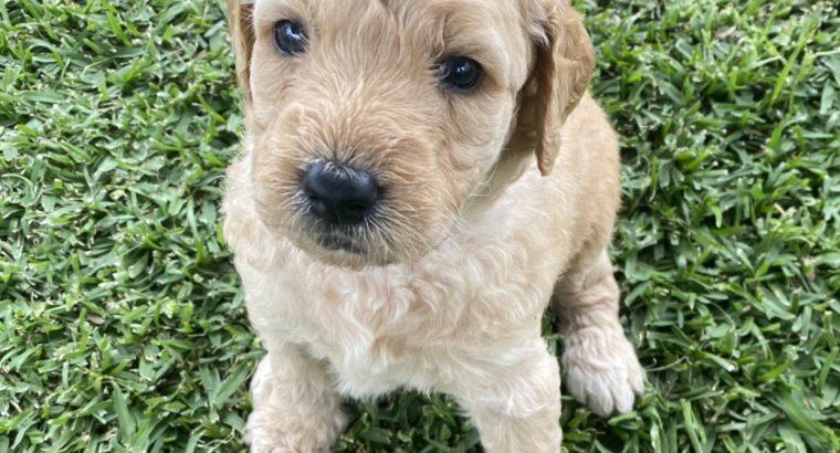 Groodle Puppies (F1b) Available This Week - PetsForHomes