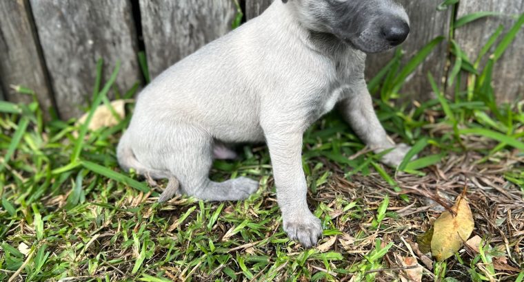 Purebread Whippet Pup Puppies Pups Puppy - PetsForHomes