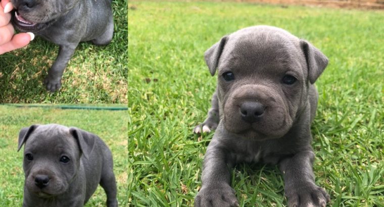 Purebred Blue English Staffies For Sale - PetsForHomes