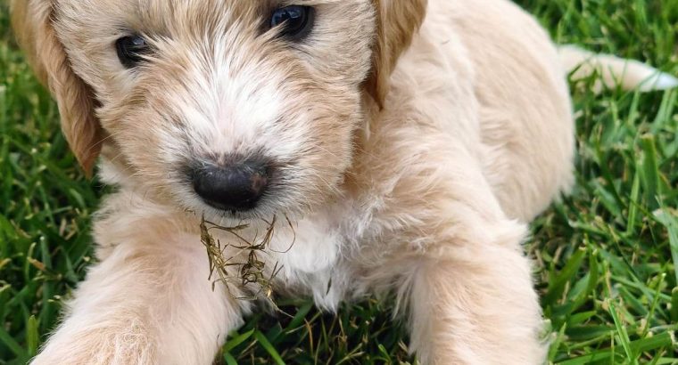 ADORABLE GROODLE CROSS PUPS (Ready 14 DEC) - PetsForHomes
