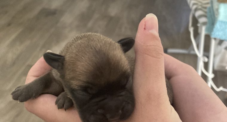 French Bulldog X Jack Russell Puppies - PetsForHomes