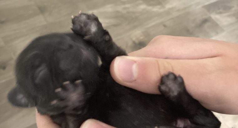 French Bulldog X Jack Russell Puppies - PetsForHomes