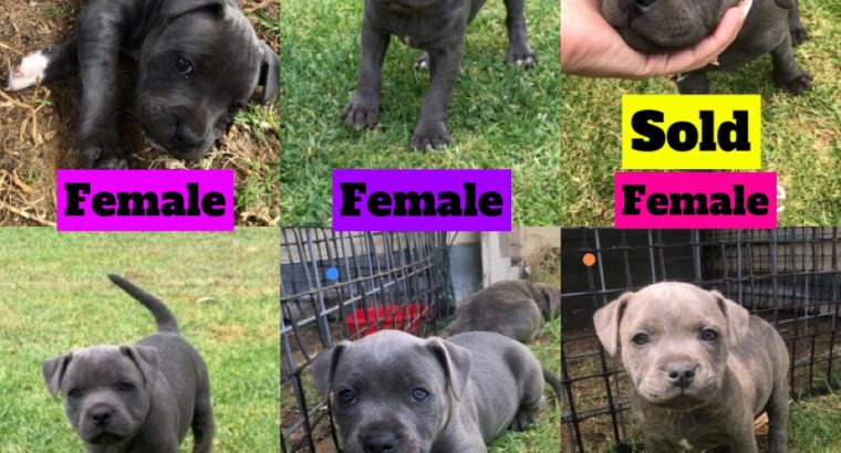 Purebred Blue English Staffies For Sale - PetsForHomes