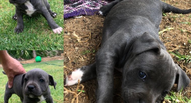 Purebred Blue English Staffies For Sale - PetsForHomes