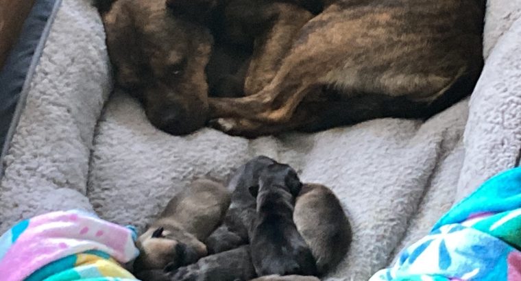 French Bulldog X Jack Russell Puppies - PetsForHomes