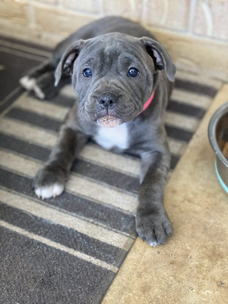 English Staffy - Cobbitty - PetsForHomes