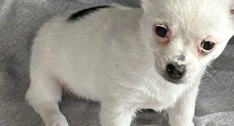 Pure Bred Chihuahua Pups, 1girl. - PetsForHomes
