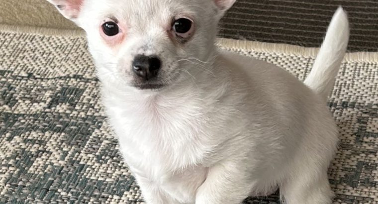Pure Bred Chihuahua Pups, 1girl. - PetsForHomes