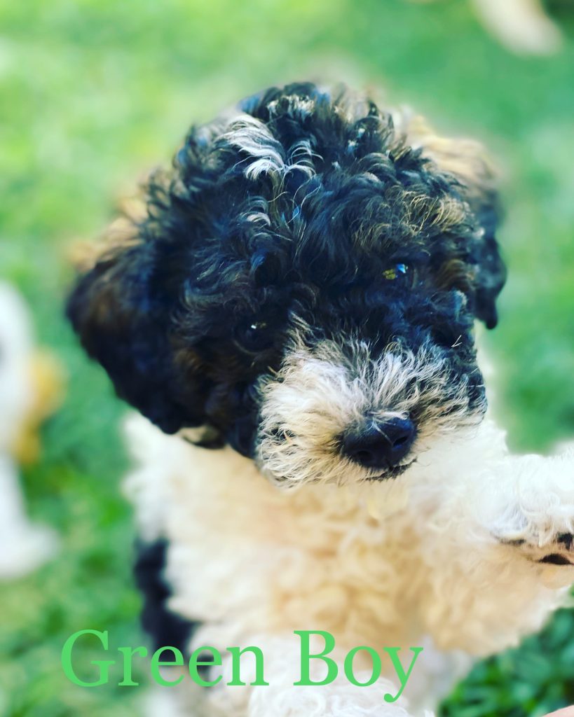 F1B Cavoodles - St Andrews - PetsForHomes