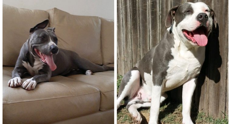 Pure-bred Blue American Staffy Puppies - PetsForHomes