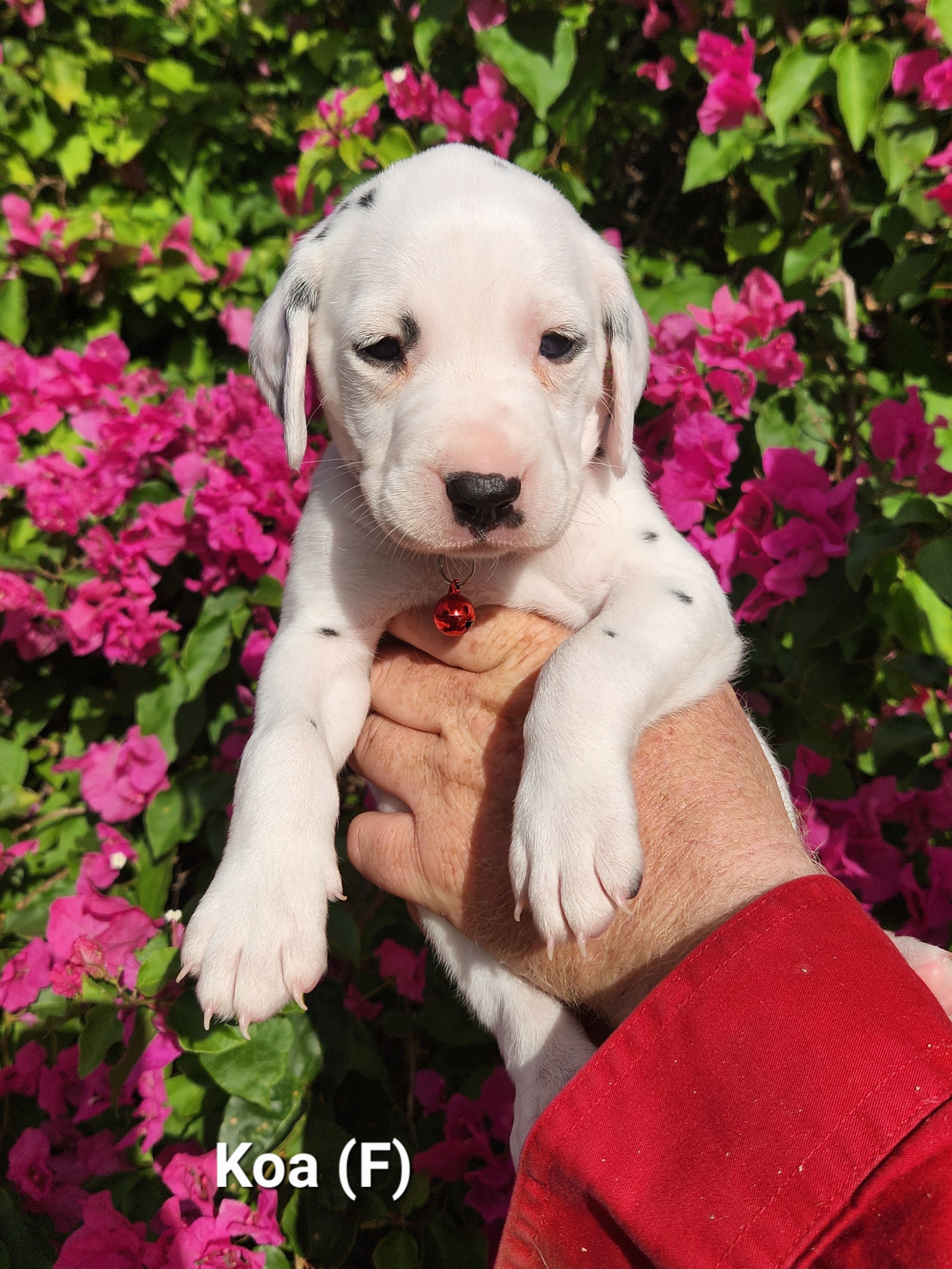Purebred Dalmatian Puppies - PetsForHomes