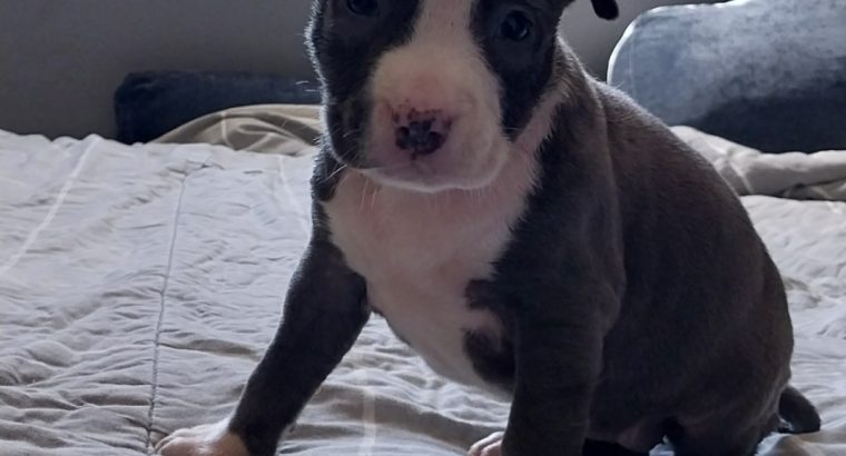Pure-bred Blue American Staffy Puppies - PetsForHomes