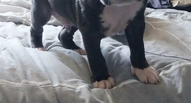 Pure-bred Blue American Staffy Puppies - PetsForHomes