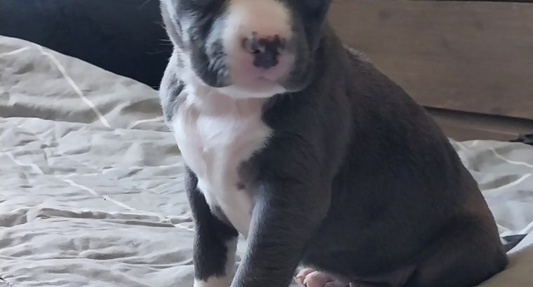 Pure-bred Blue American Staffy Puppies - PetsForHomes