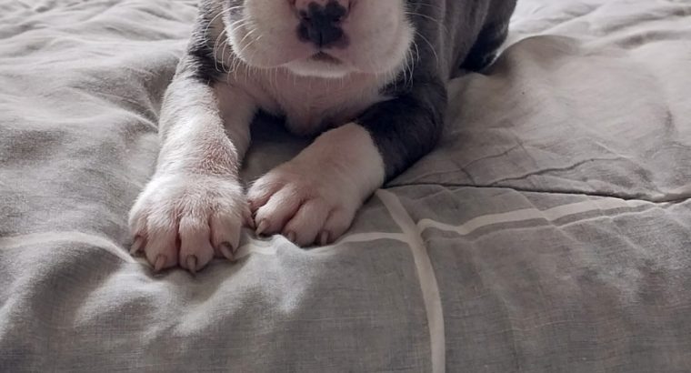 Pure-bred Blue American Staffy Puppies - PetsForHomes